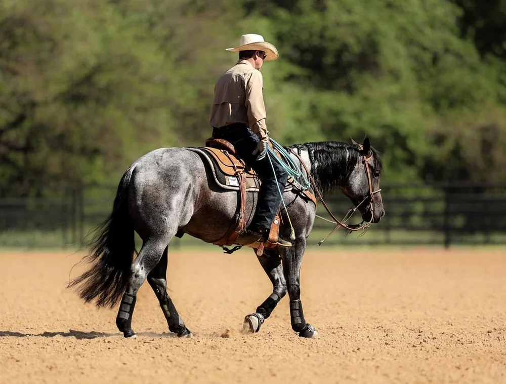 General 5 — She's The One Ranch