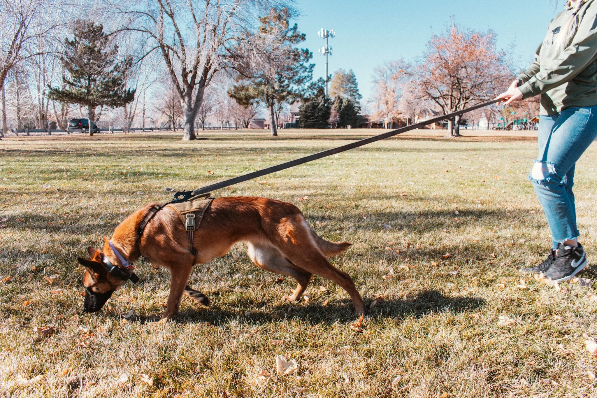 Rival K9 Working Dogs