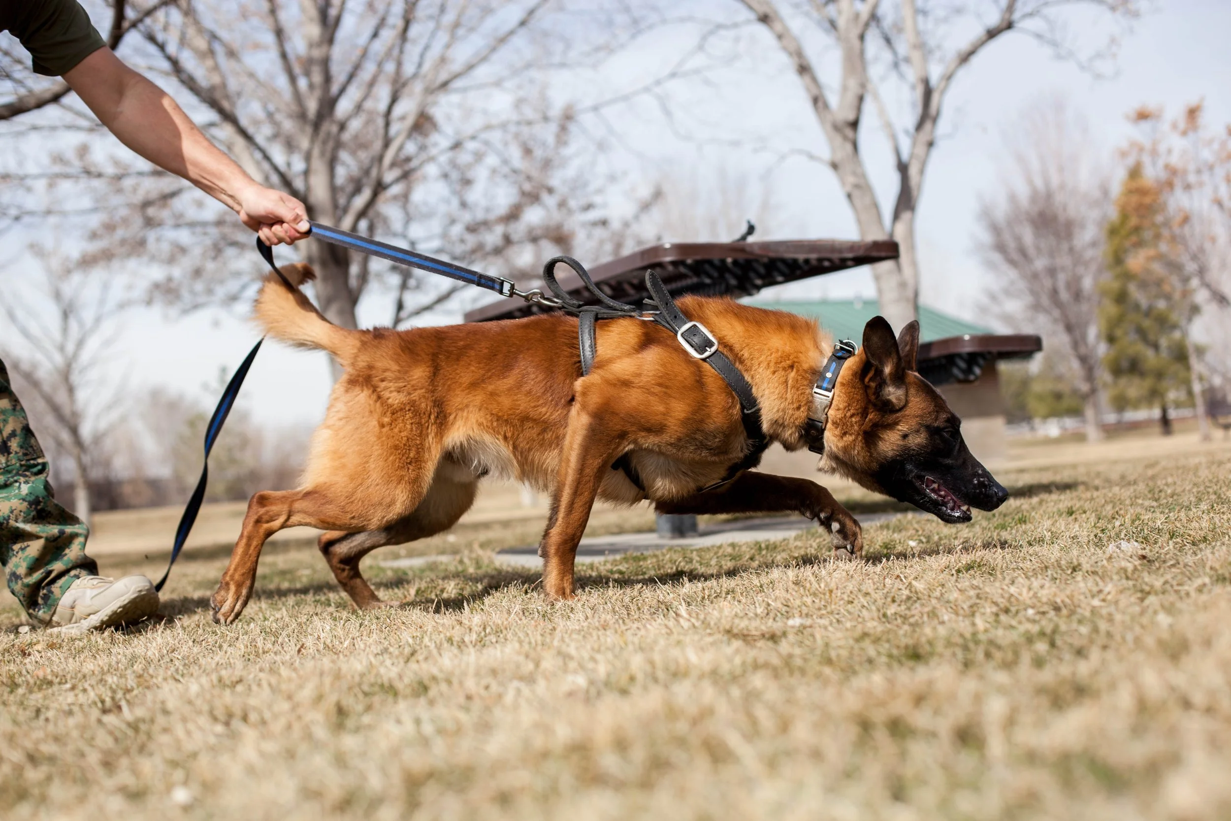 Rival K9 Working Dogs