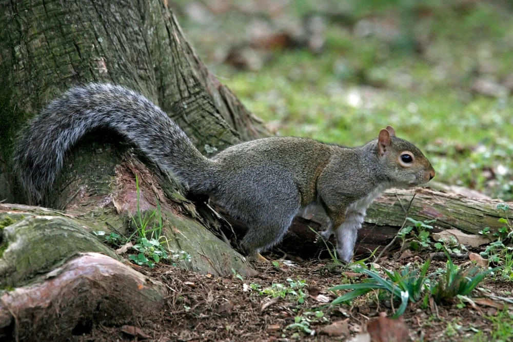 Eastern gray squirrel | Discover and Protect Squirrels Today — Sleeping ...