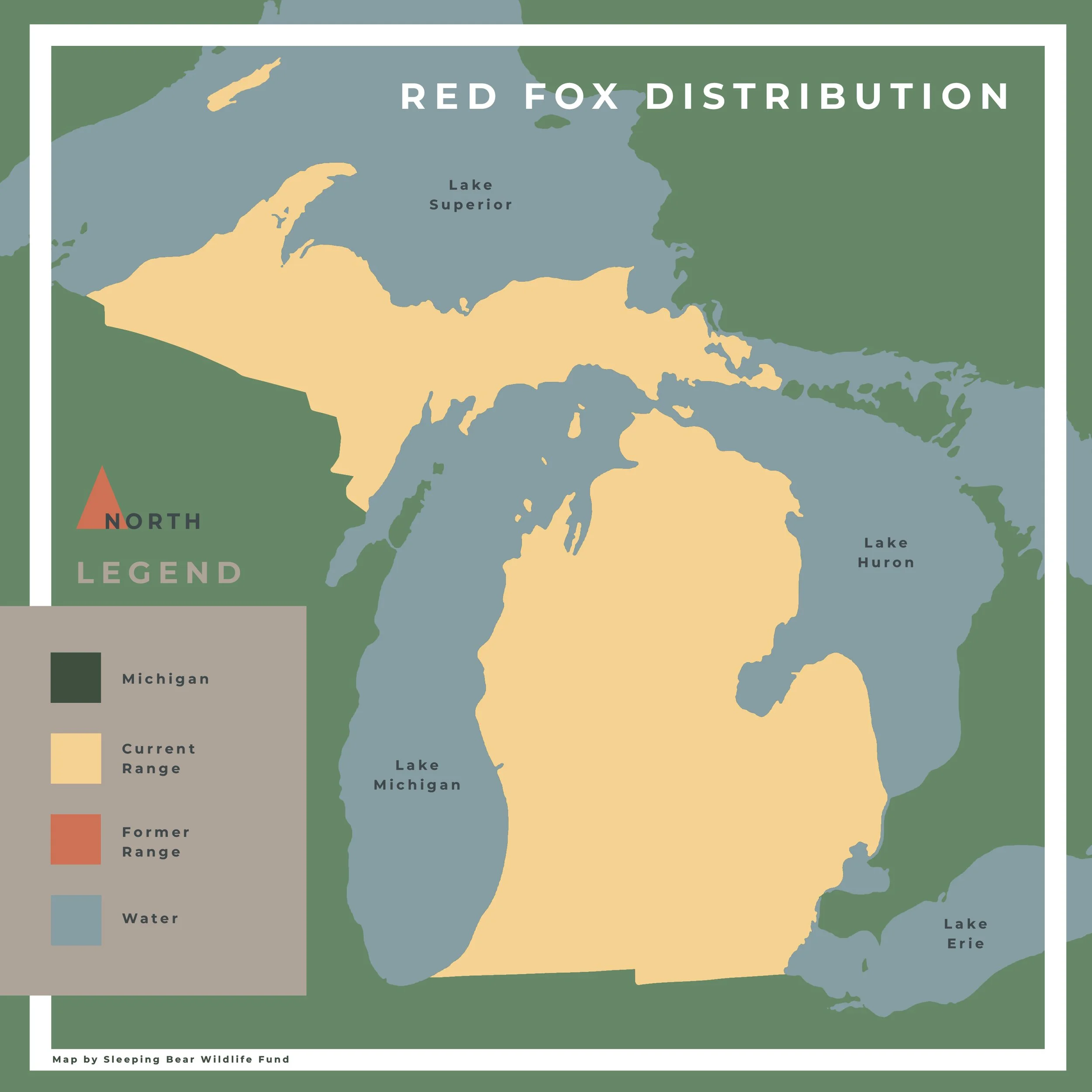 Red fox — Sleeping Bear Wildlife