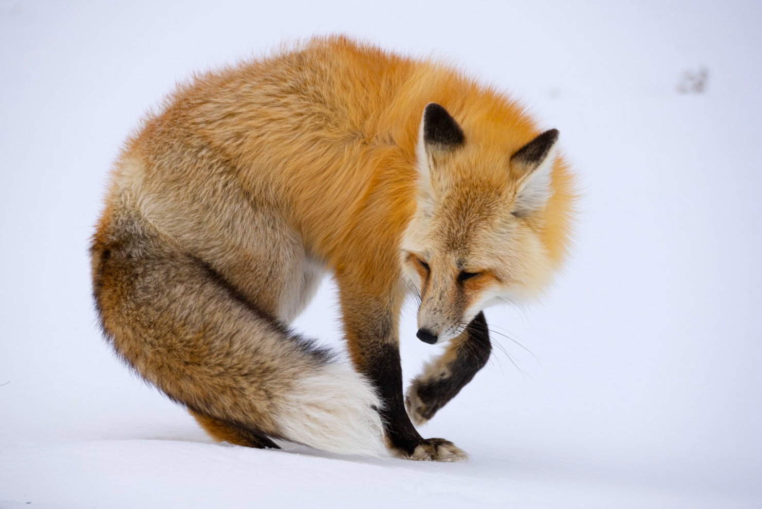 Red fox | Support Red Fox Conservation Today — Sleeping Bear Wildlife