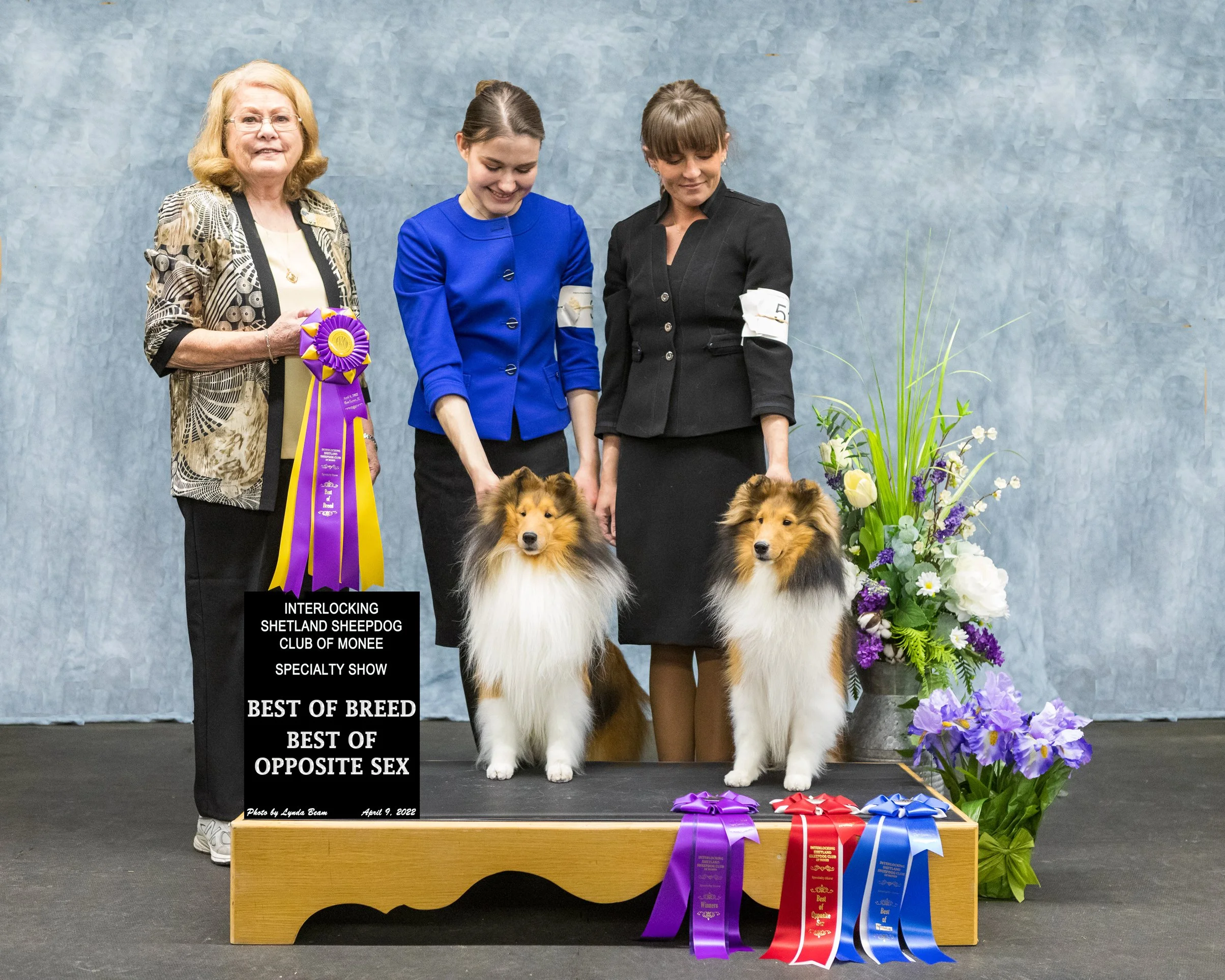 CH Gemma — Rosemear Shelties