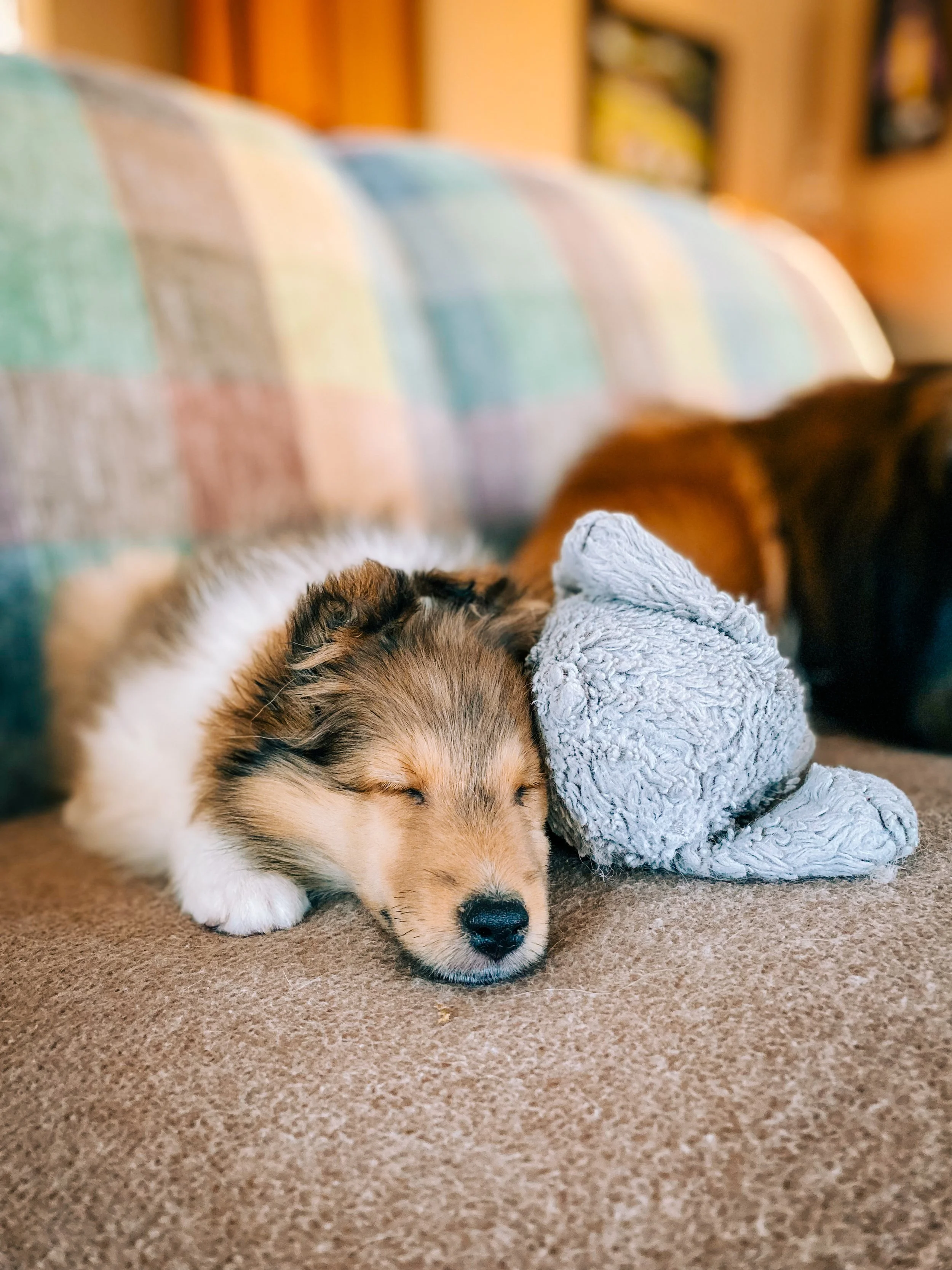 Available — Rosemear Shelties