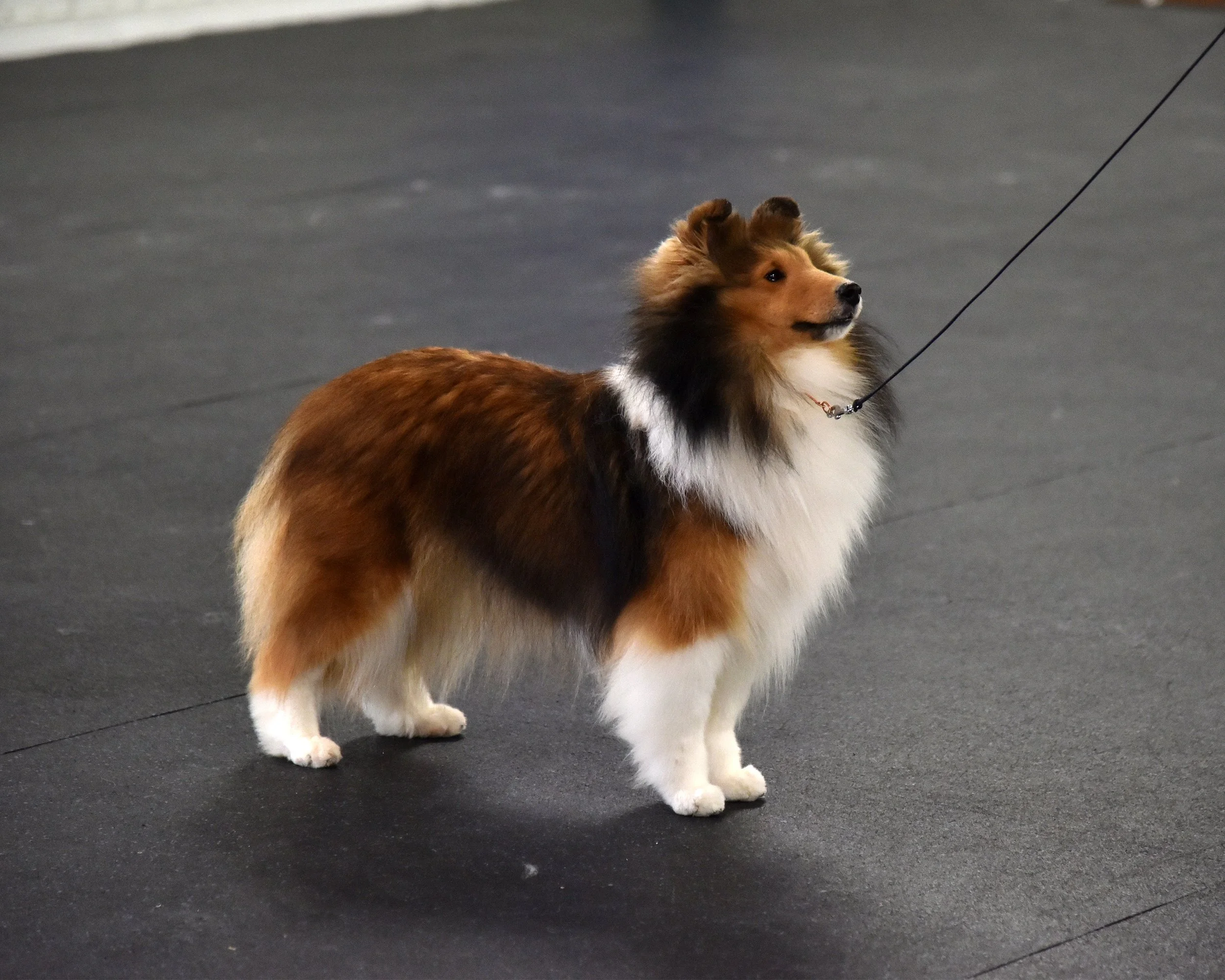 CH Gemma — Rosemear Shelties
