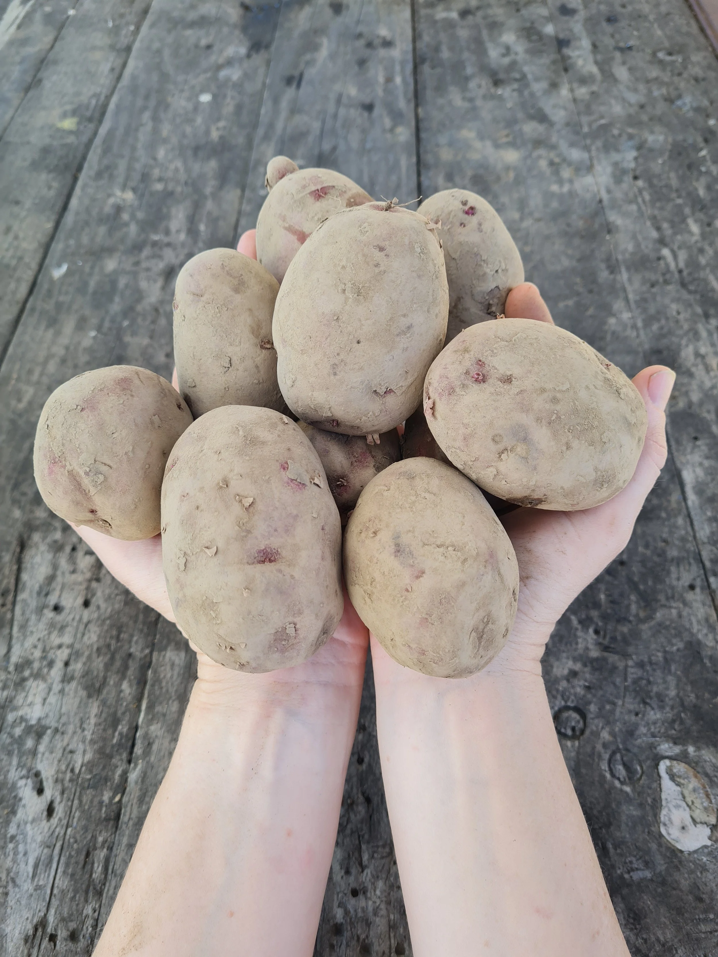 Pirongia vege boxes — Little Pirongia Farms