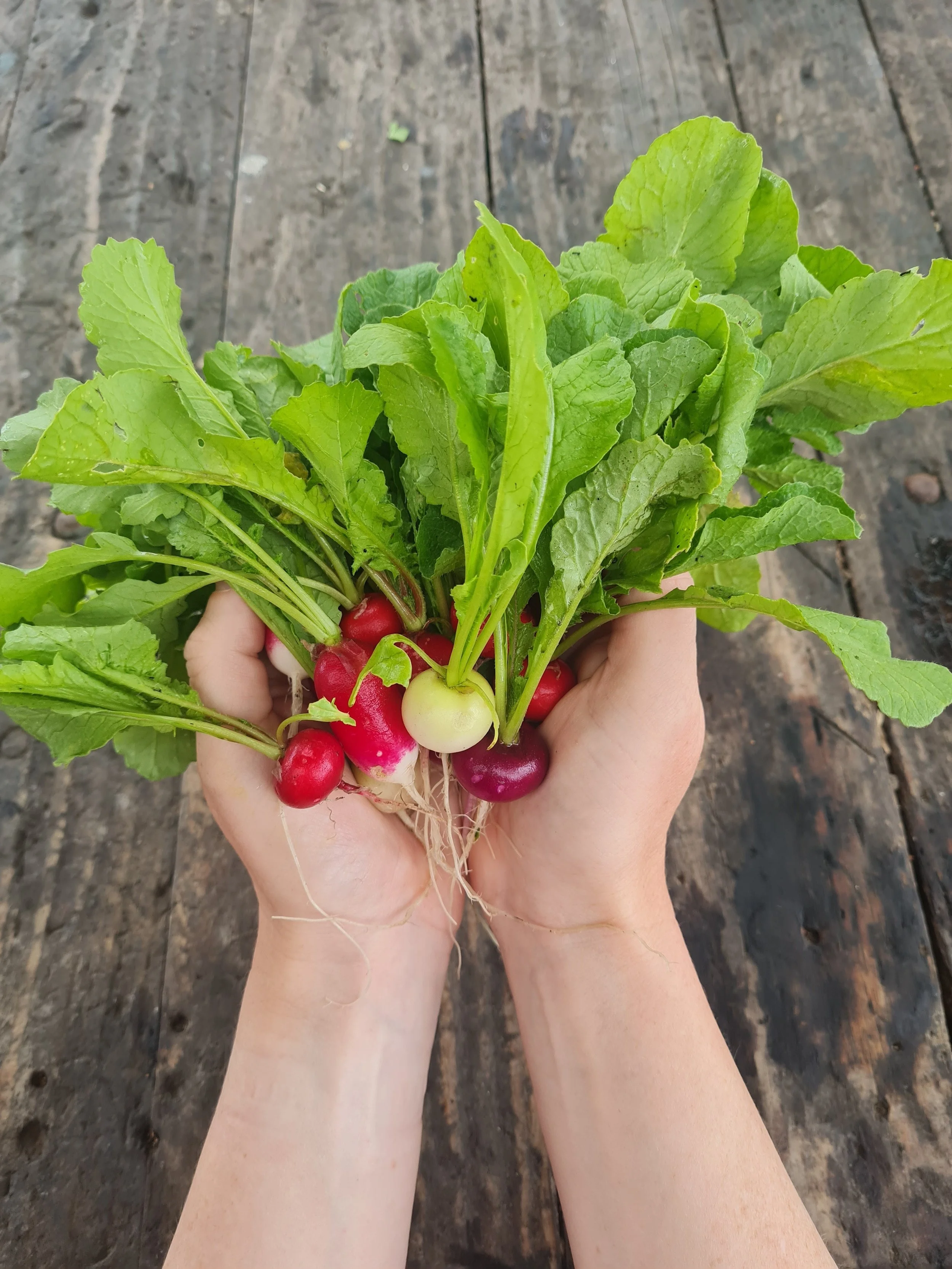 Pirongia vege boxes — Little Pirongia Farms