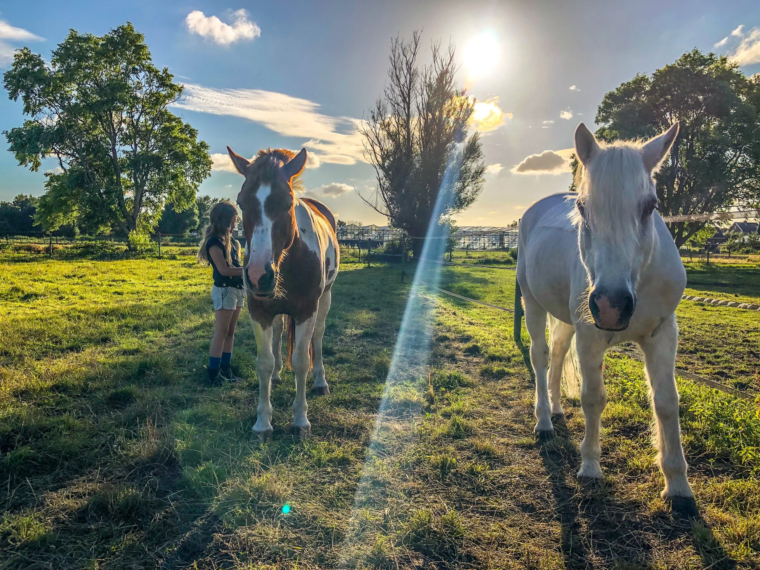 Paarden op de wei — Living Horse Museum