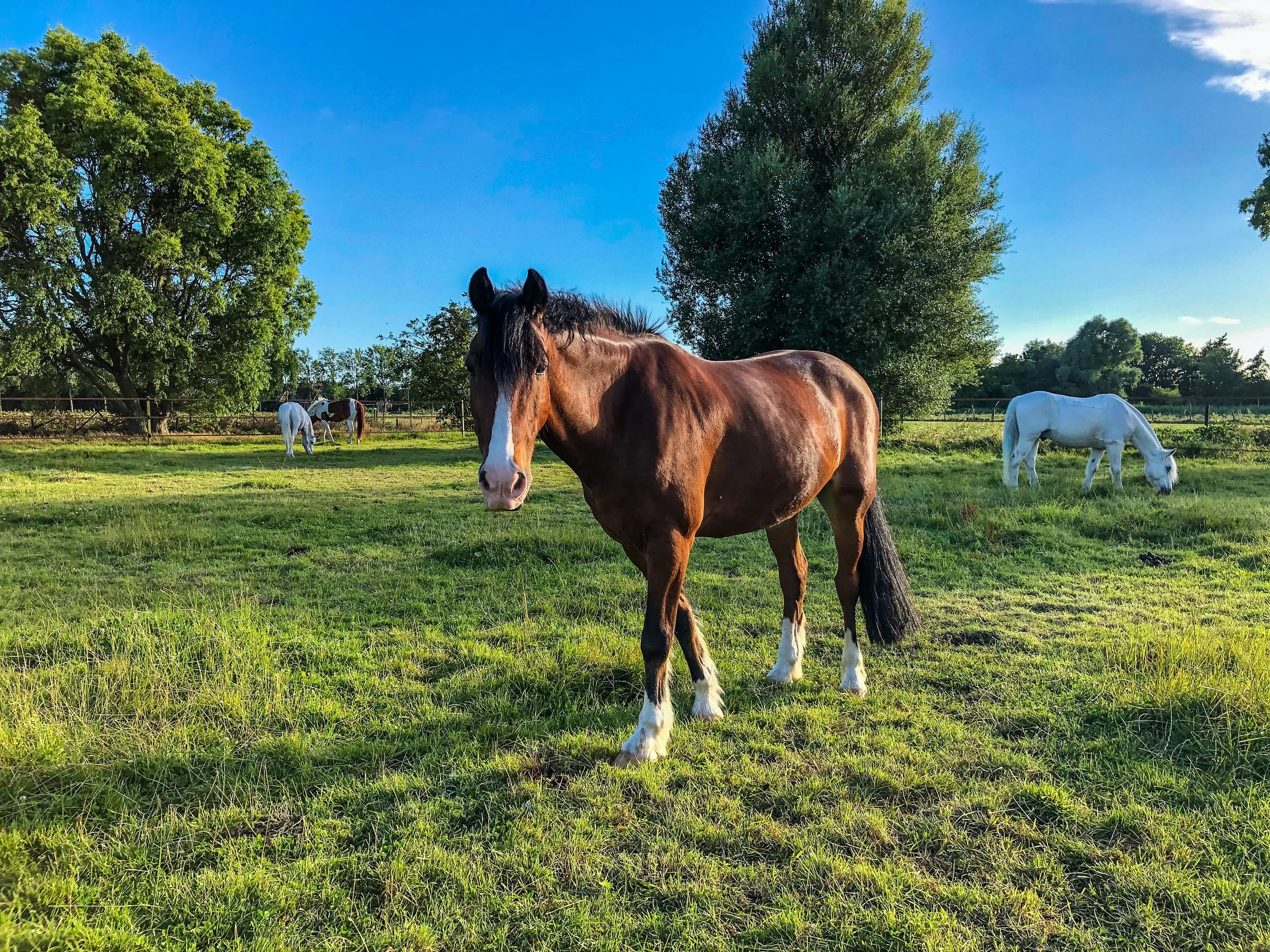 Paarden op de wei — Living Horse Museum