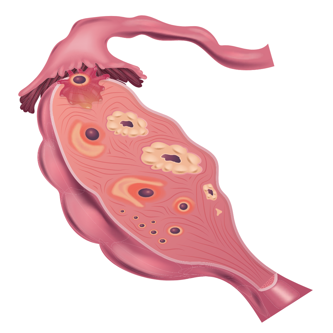 Services 3 — Dr. John Norian