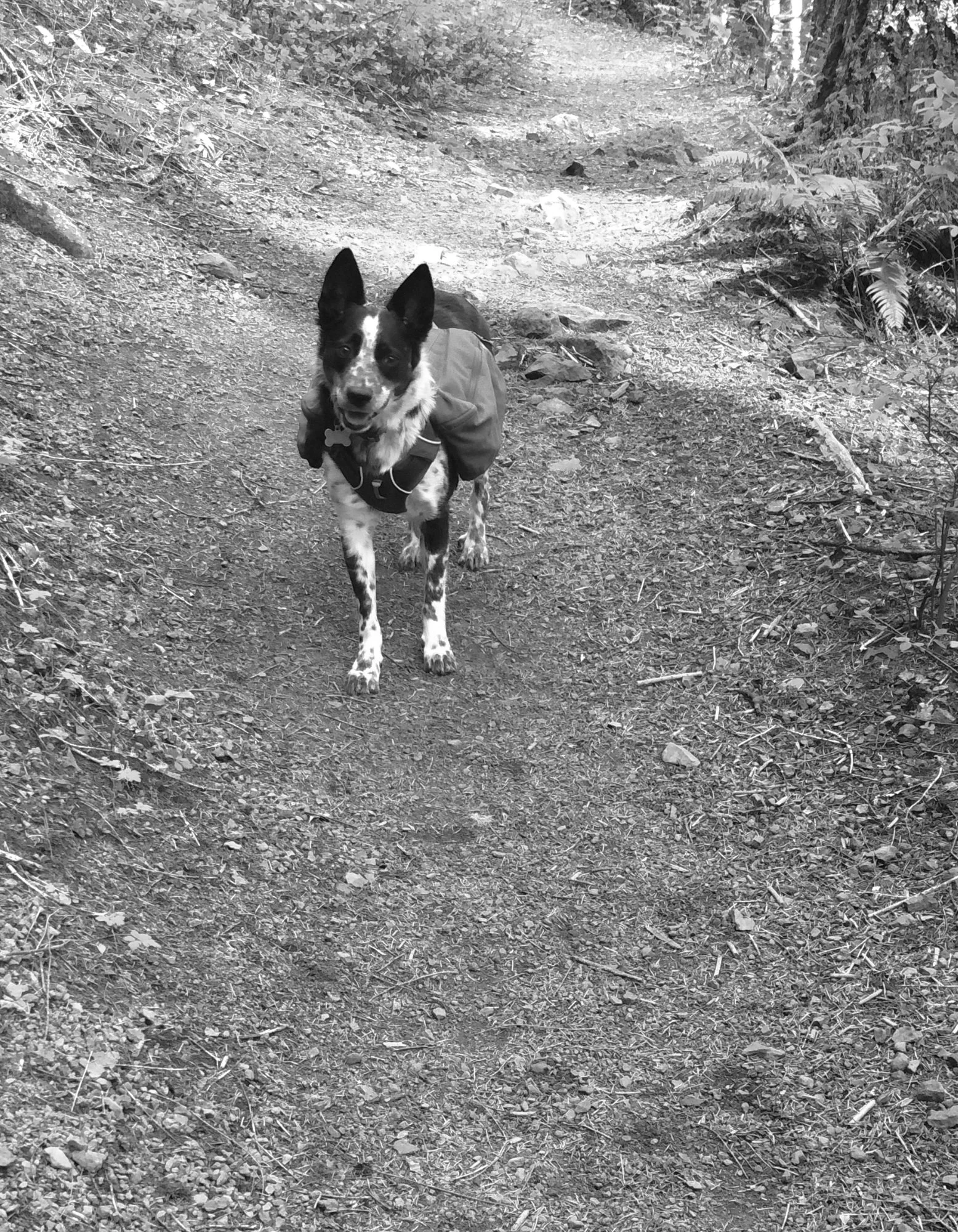 Grooming — The Rex Project