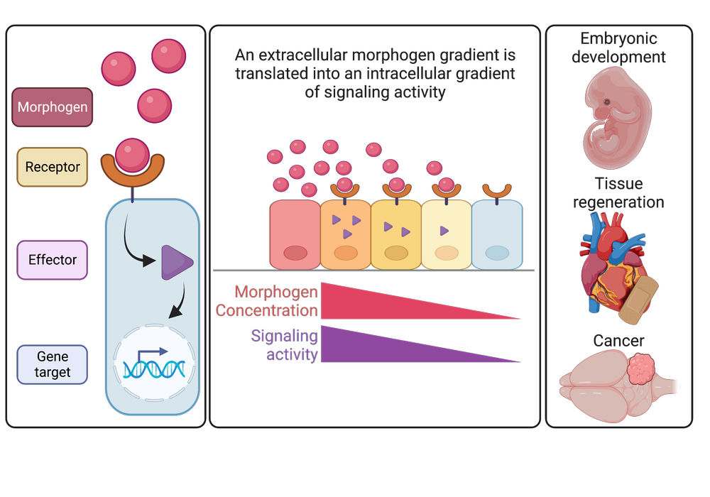 Research — Kong Lab