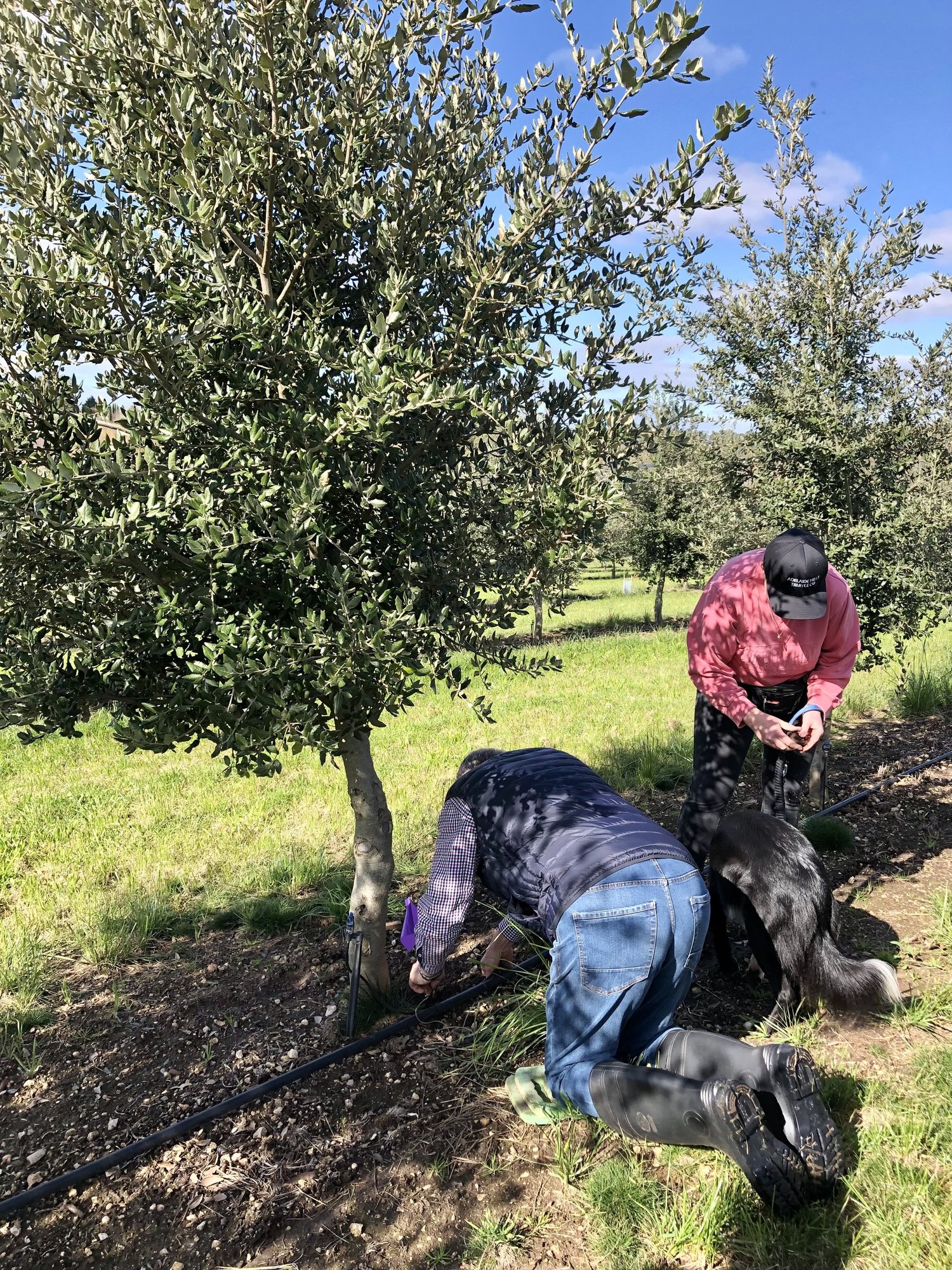 Our Farm — Adelaide Hills Truffle Company