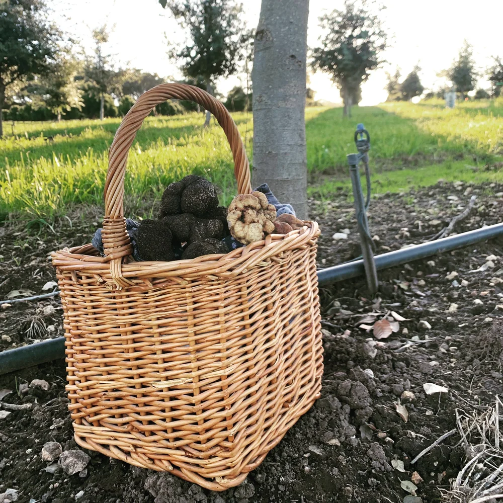 Our Farm — Adelaide Hills Truffle Company