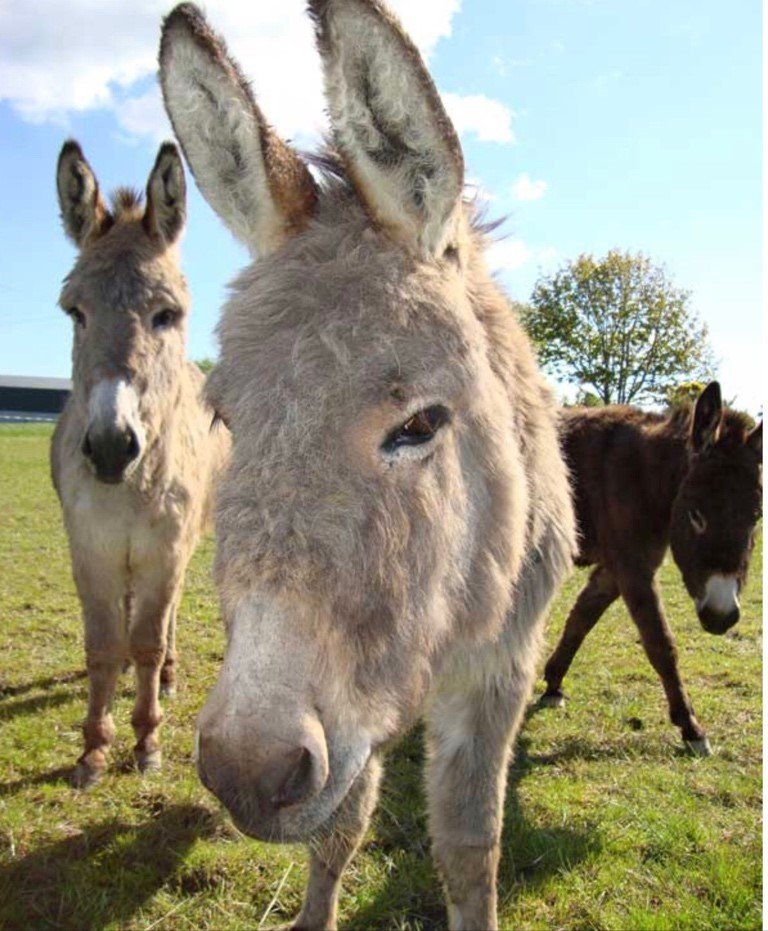 Store 1 — Donegal Donkey Sanctuary