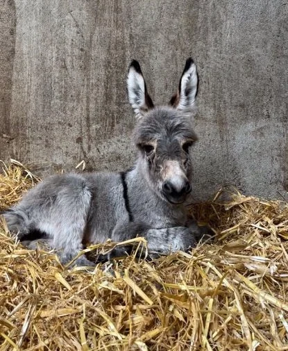 Sponsor A Donkey — Store 1 — Donegal Donkey Sanctuary