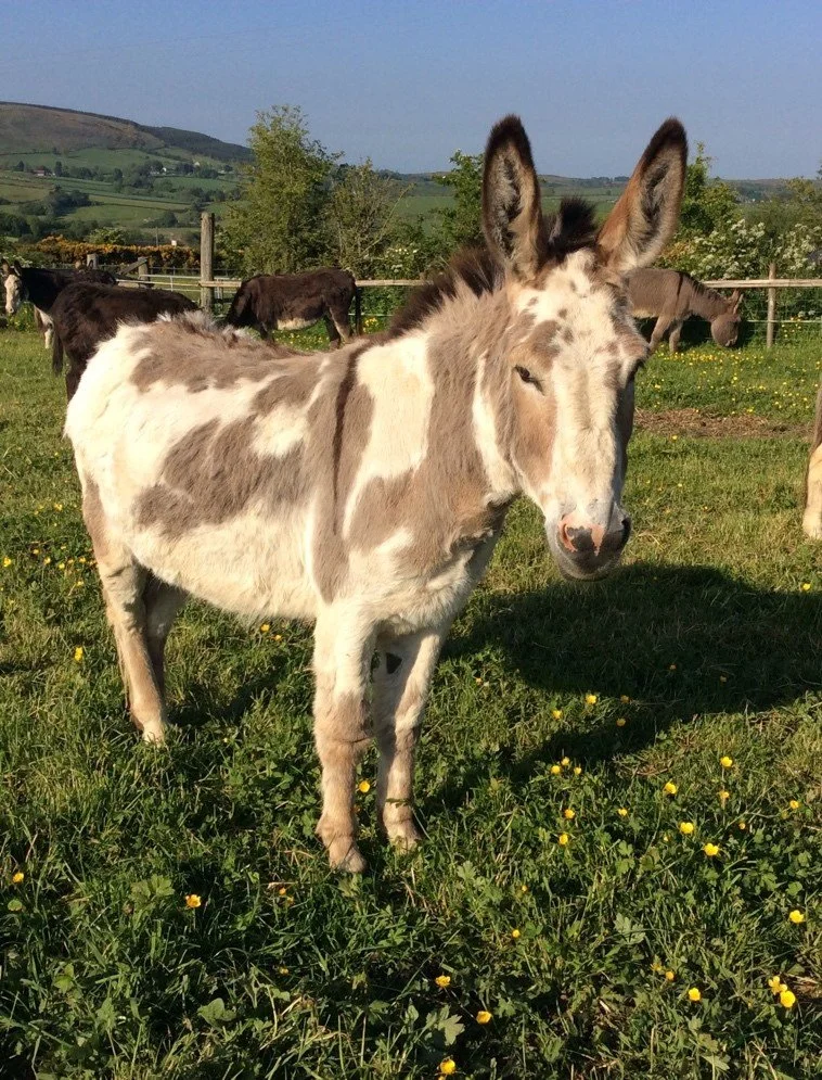 Adopt — Donegal Donkey Sanctuary