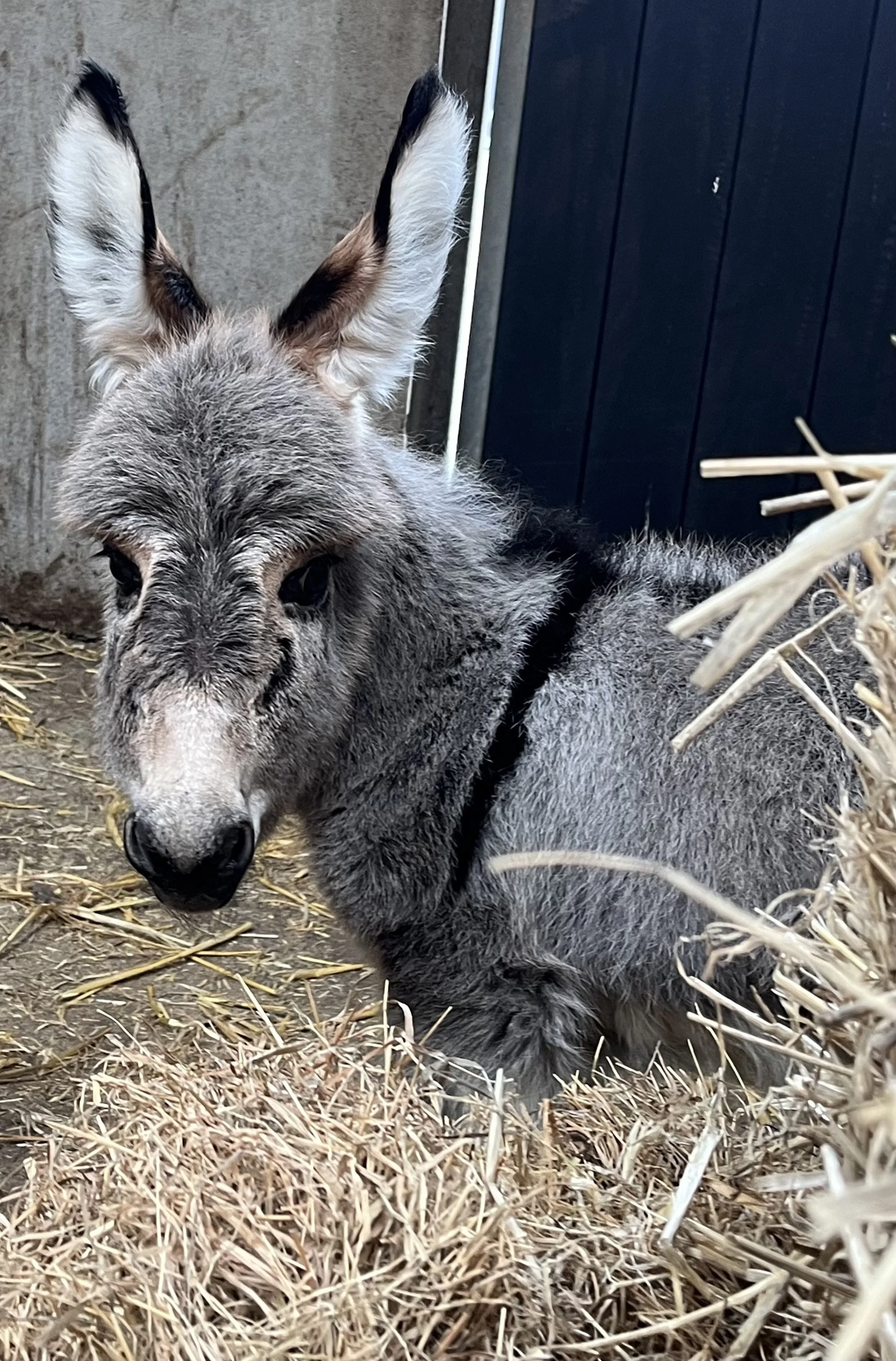 Baby Rose — Donegal Donkey Sanctuary