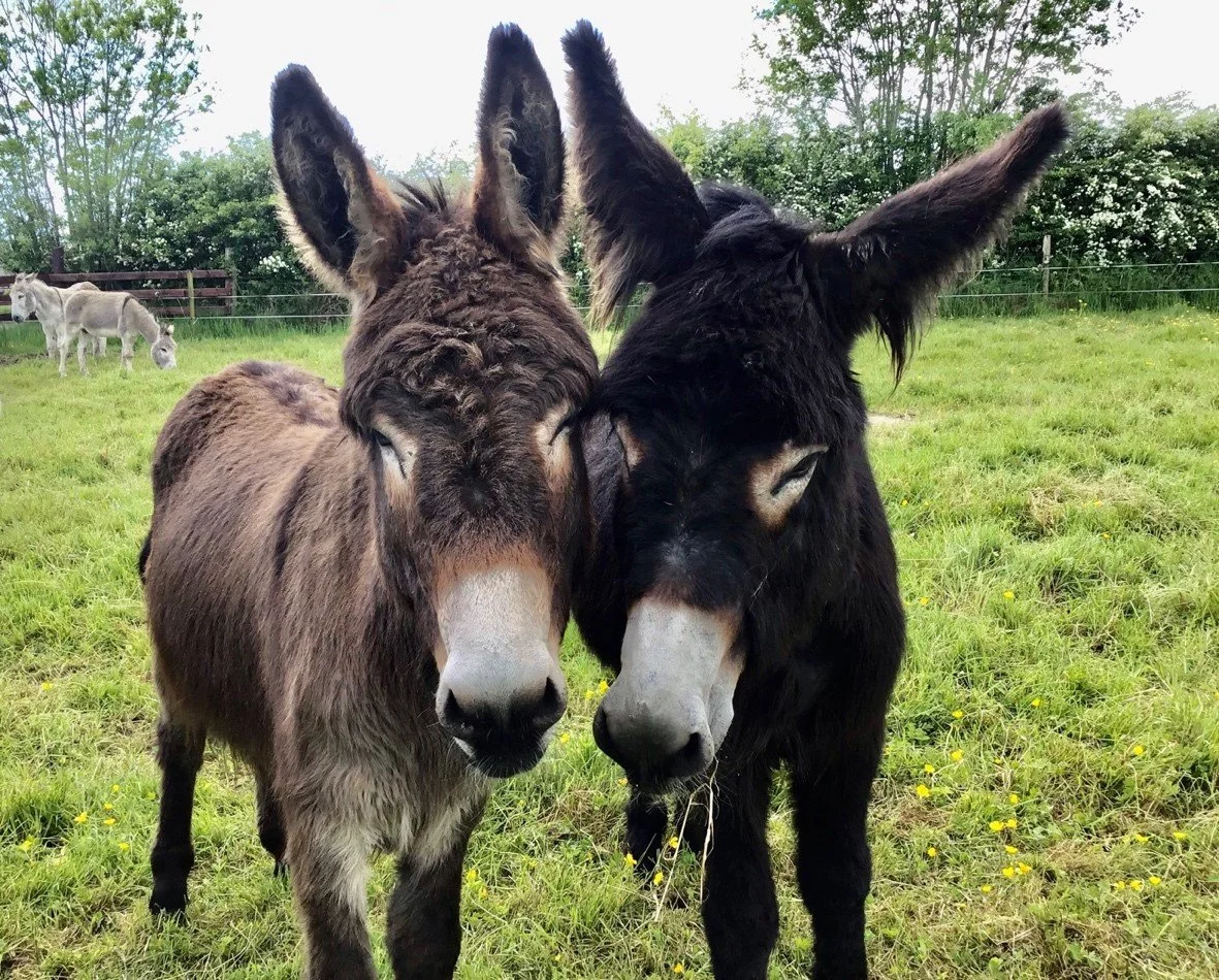 Donegal Donkey Sanctuary