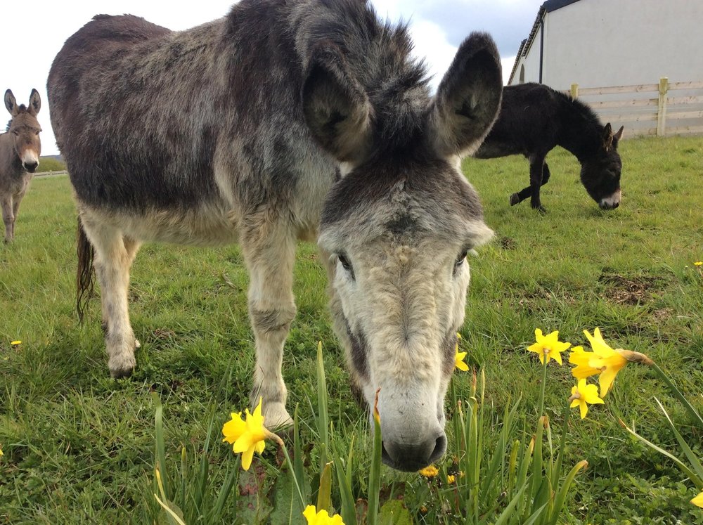 Donegal Donkey Sanctuary