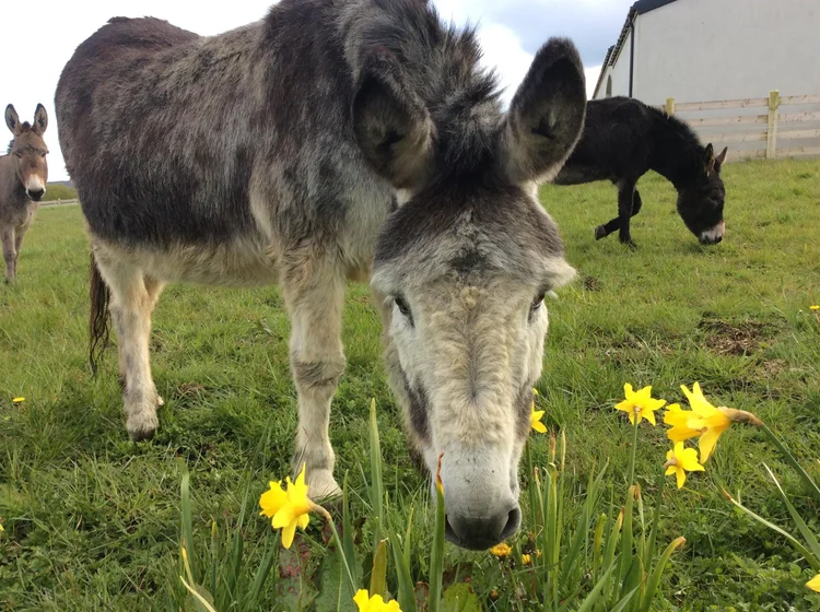 Donegal Donkey Sanctuary