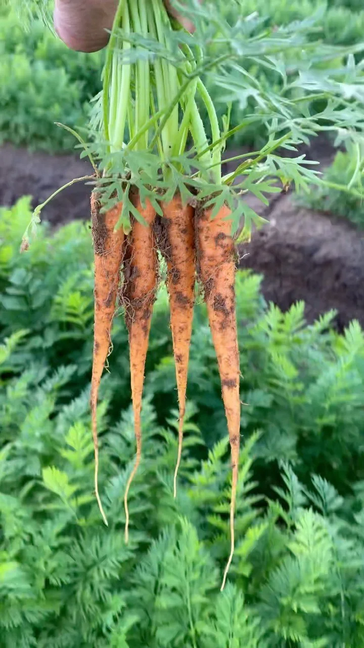 Join Our Team — Hay Valley Vegetables