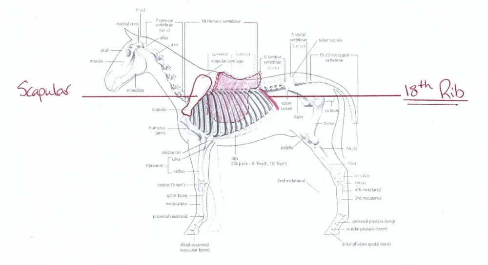 The importance of correct saddle fitting — Equilibria Gold