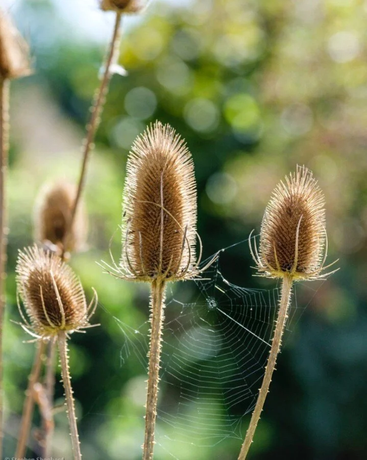 Press & Media — Daniel Combes Garden Design