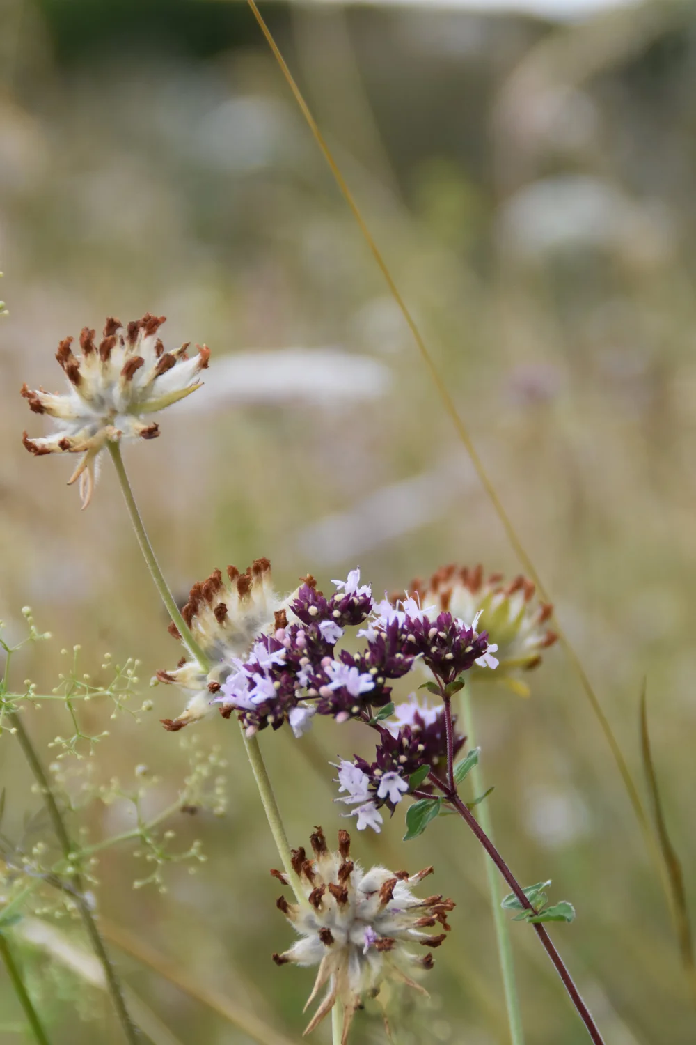 Dorset — Daniel Combes Garden Design