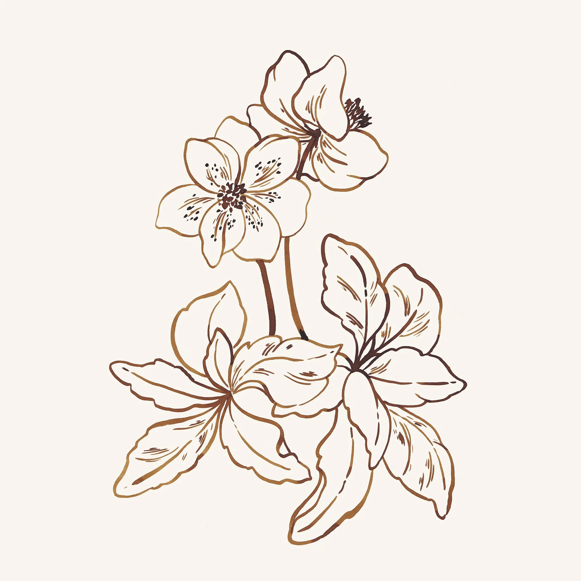 Floral Ink Drawings — Emma Webb Studio