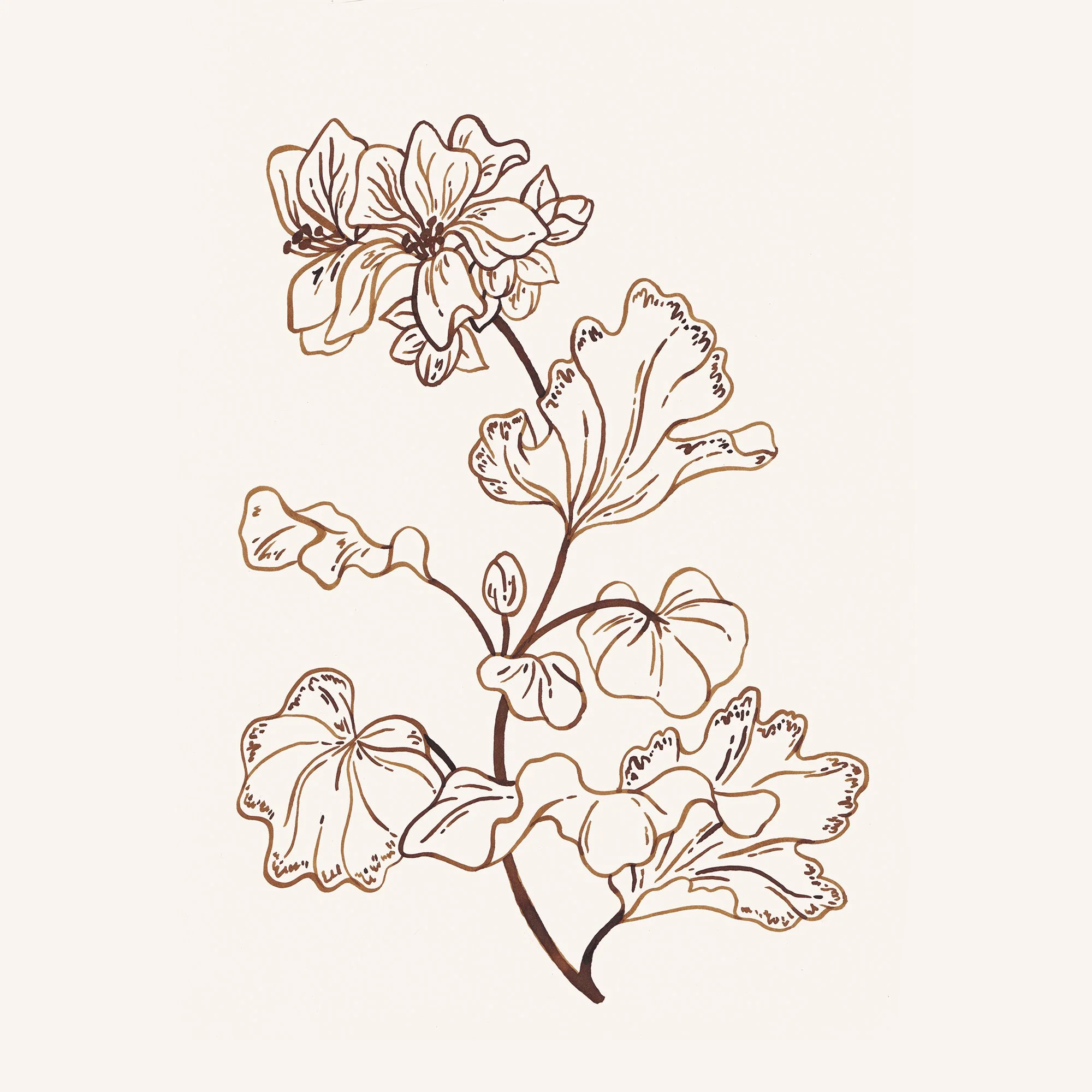 Floral Ink Drawings — Emma Webb Studio