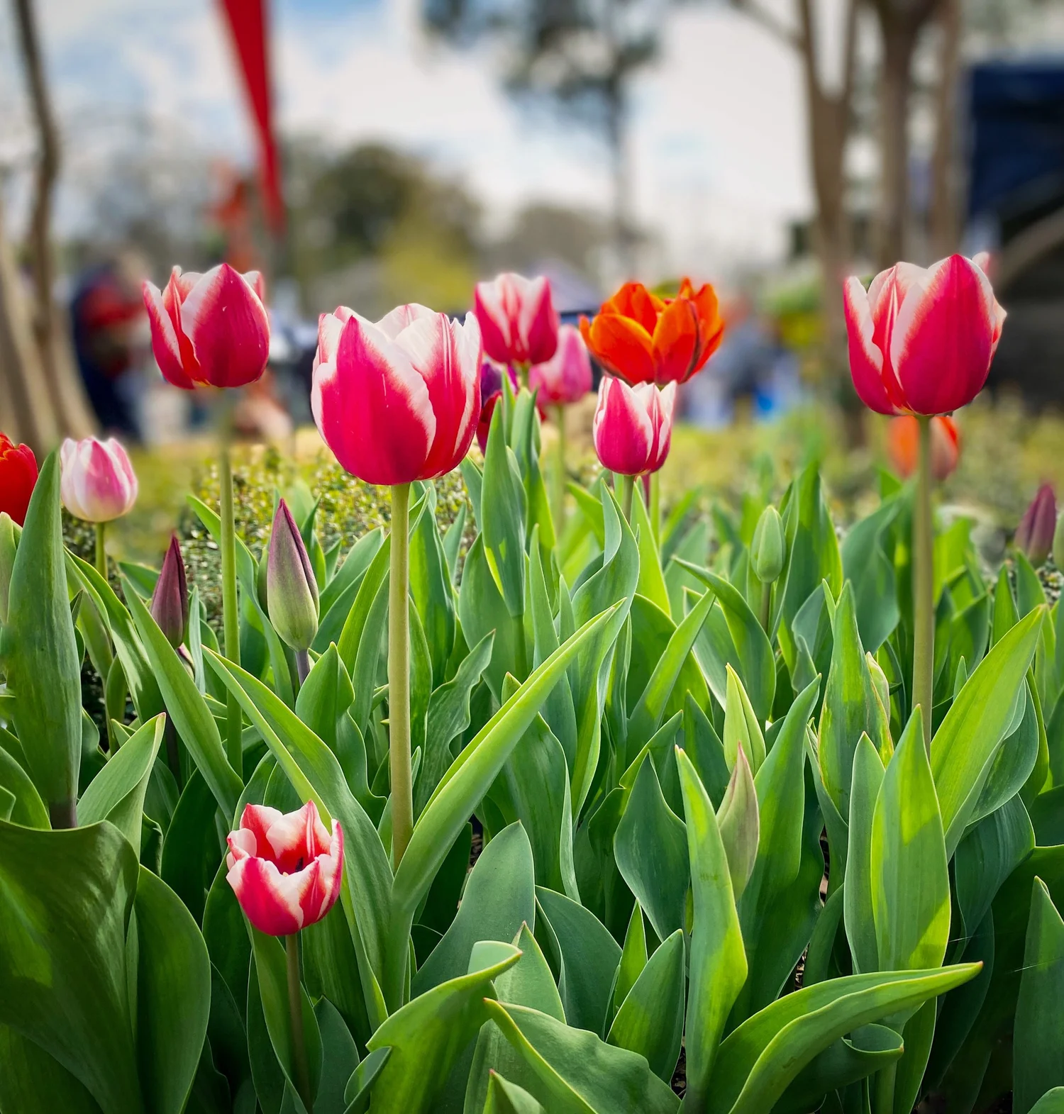 Nannup Flower and Garden Festival