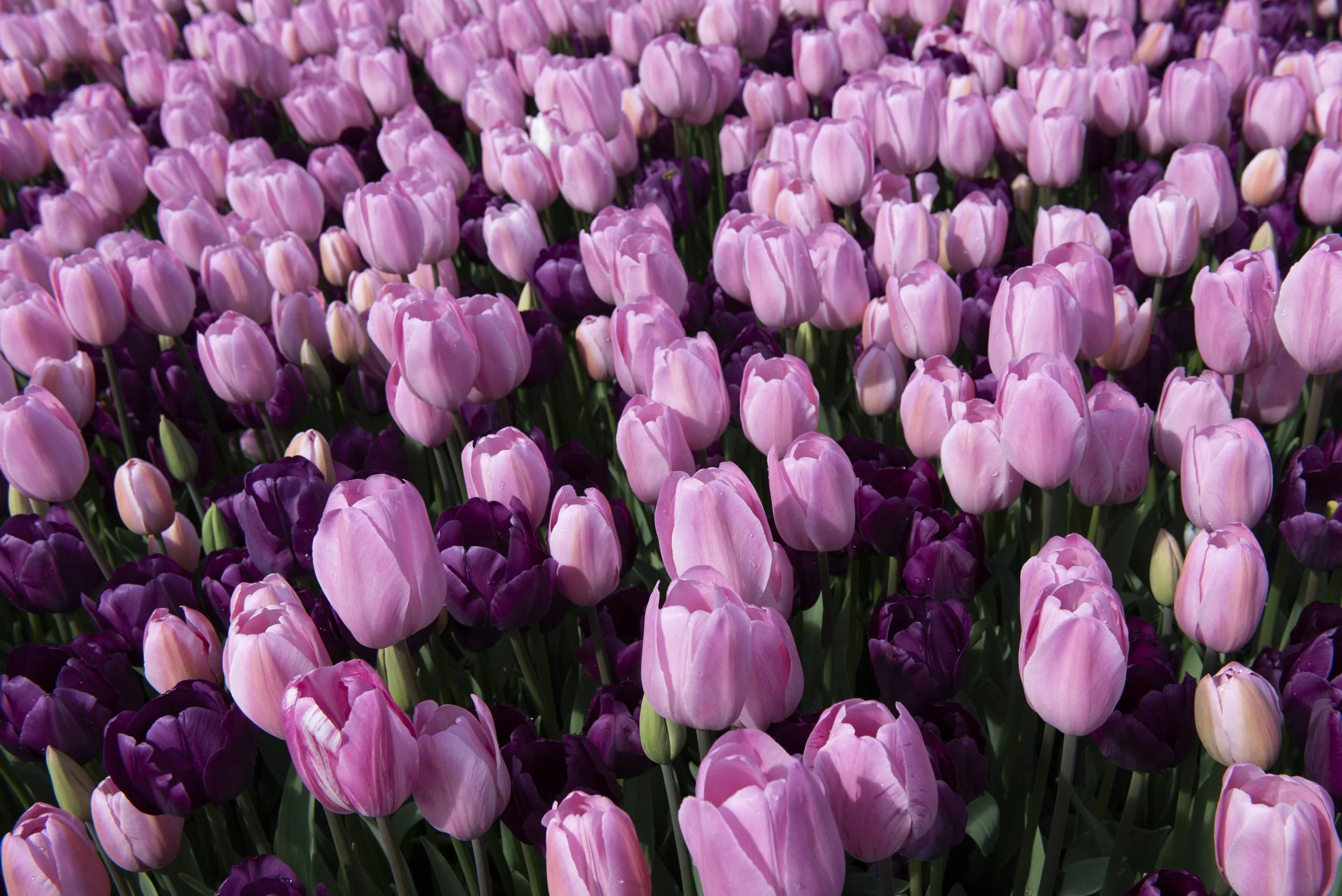 Nannup Flower and Garden Festival