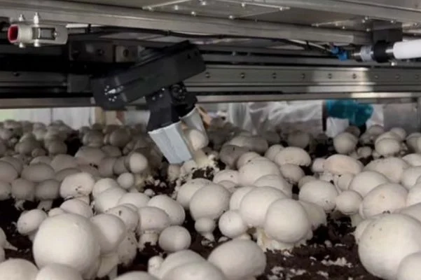AI - Revolutionising the future of mushroom farming — MushroomLink
