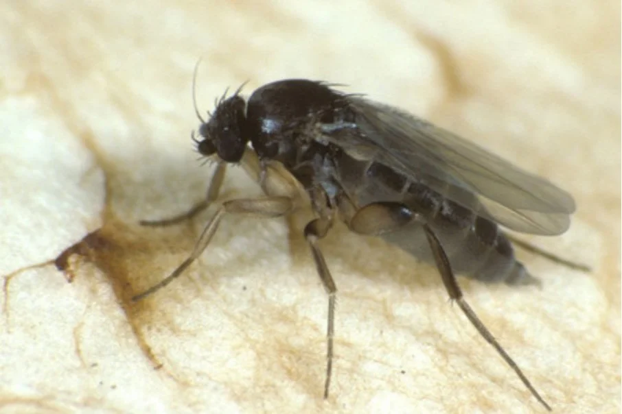 Phorid Ecology and Management — MushroomLink