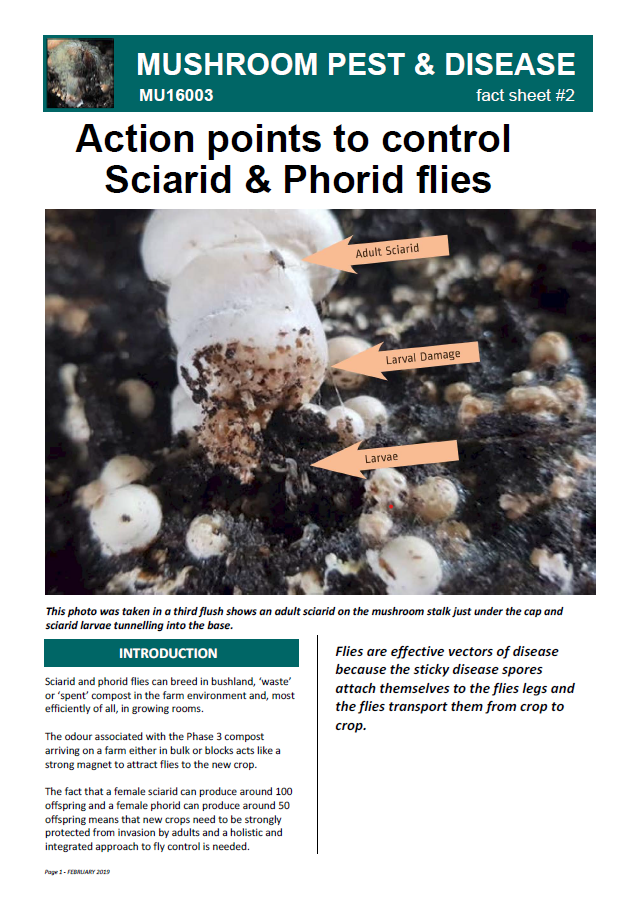Action points to control Sciarid & Phorid flies — MushroomLink