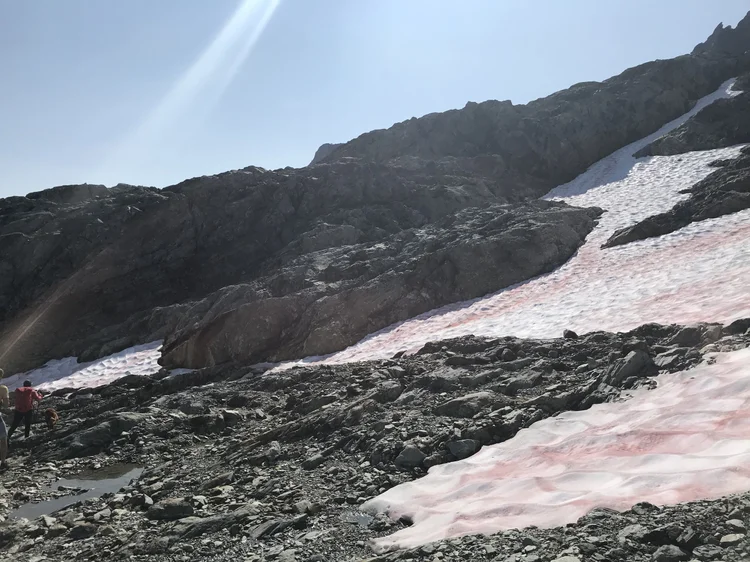 Pink Snow — The Planet Magazine