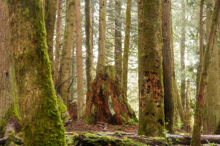 The Skagit Opens Up For Fish — The Planet Magazine