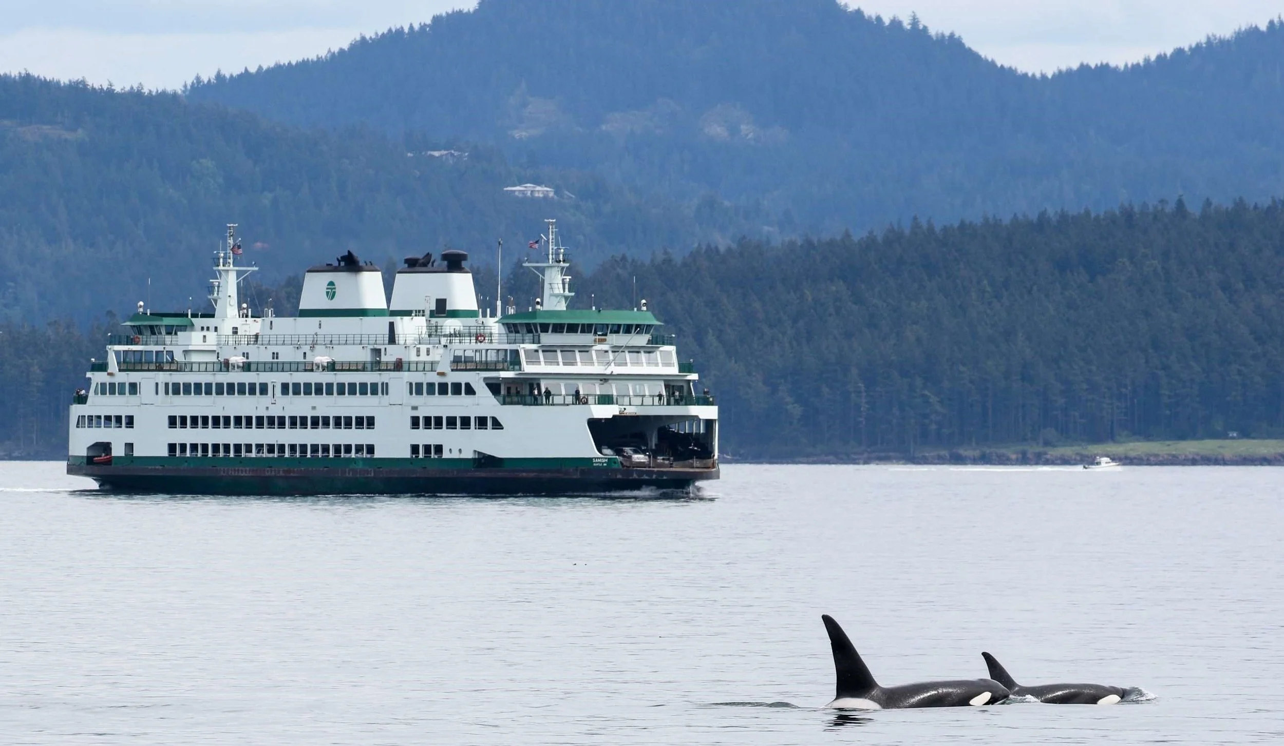 Resident orca pod populations in the Salish Sea have diminished due to ...