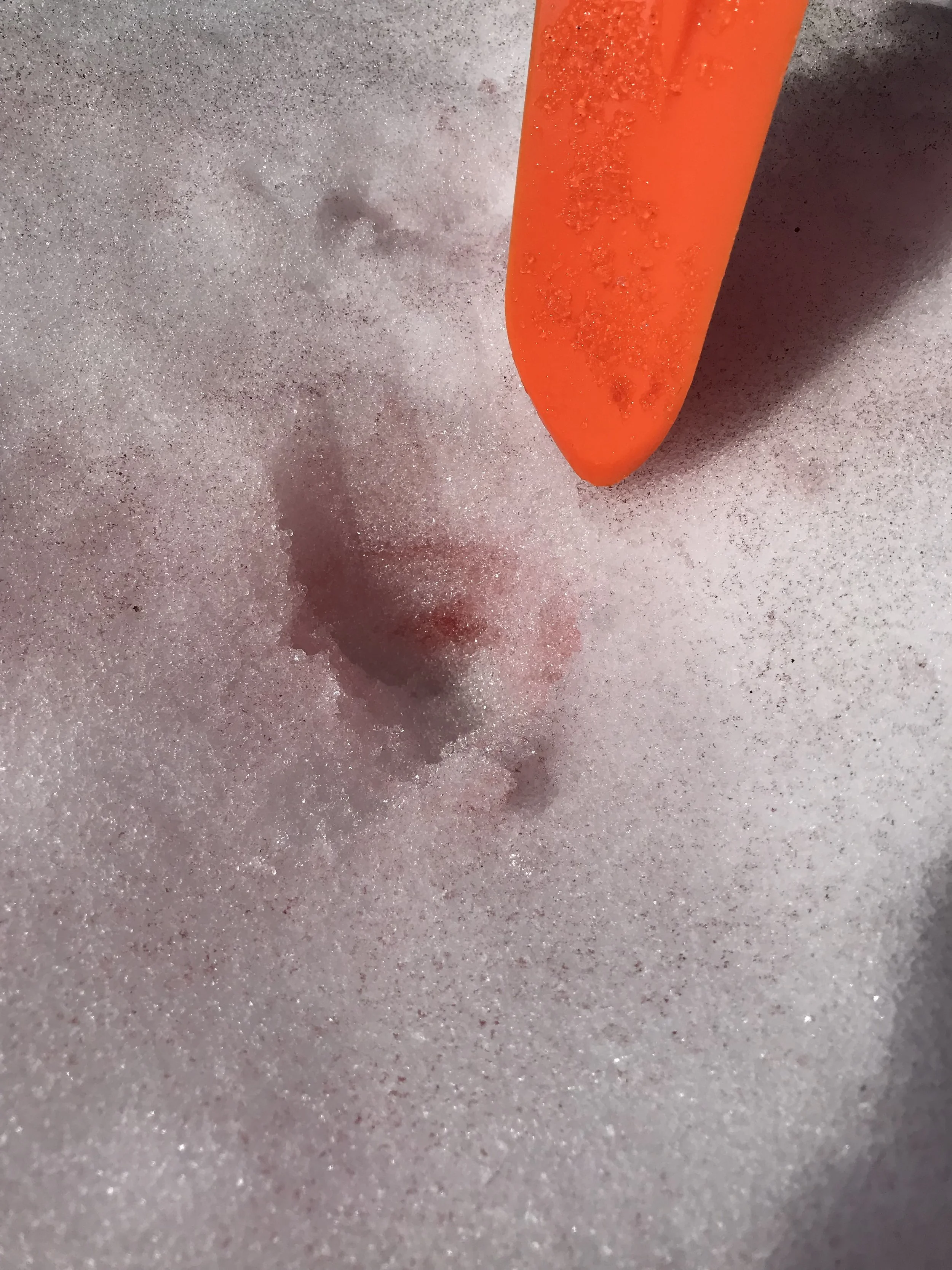 Pink Snow — The Planet Magazine
