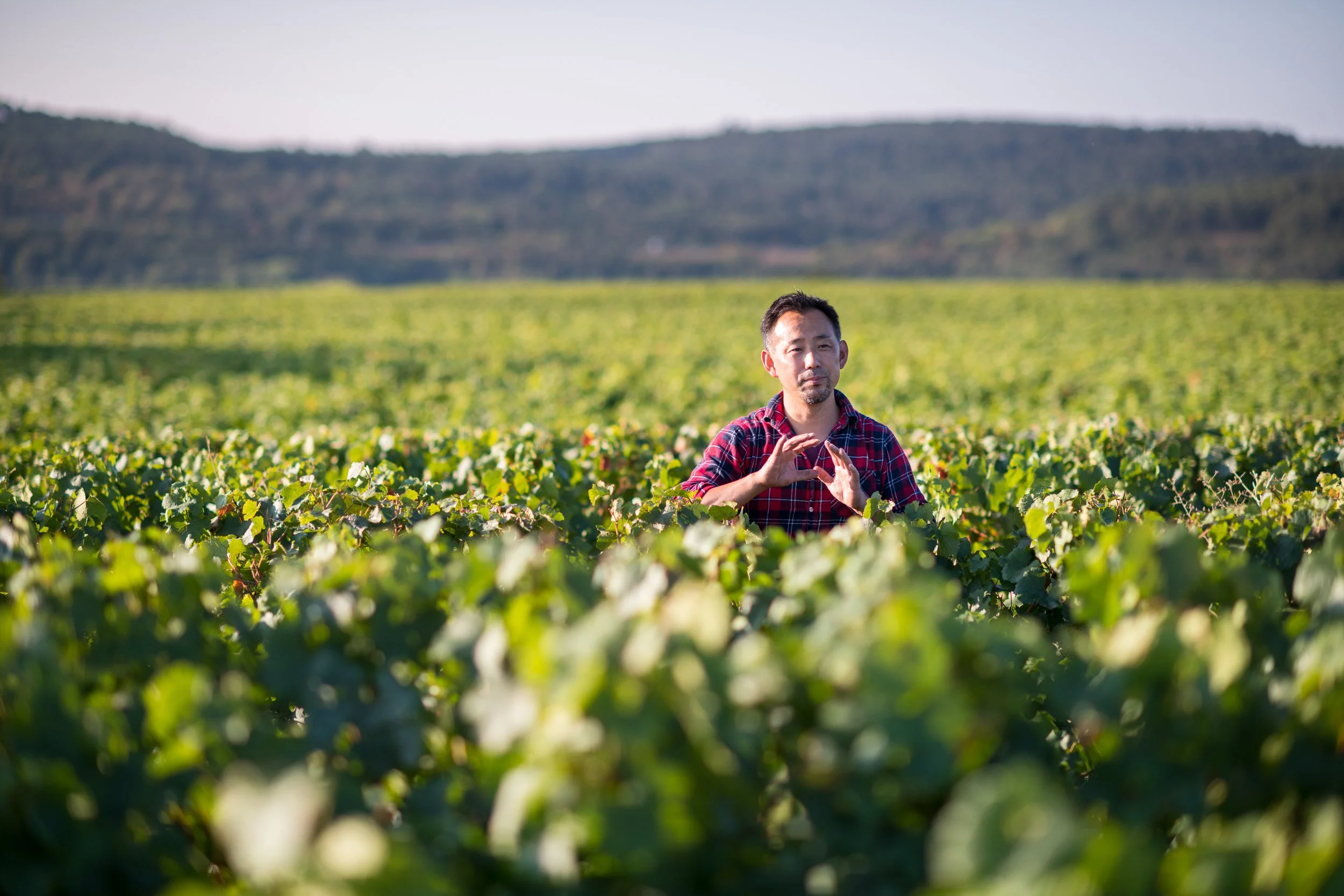 Domaine Petit-Roy — Sager and Wine | Importer & Distributor