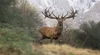 Deer Antler Velvet: Natural Health Benefits Backed by Science — Dr ...