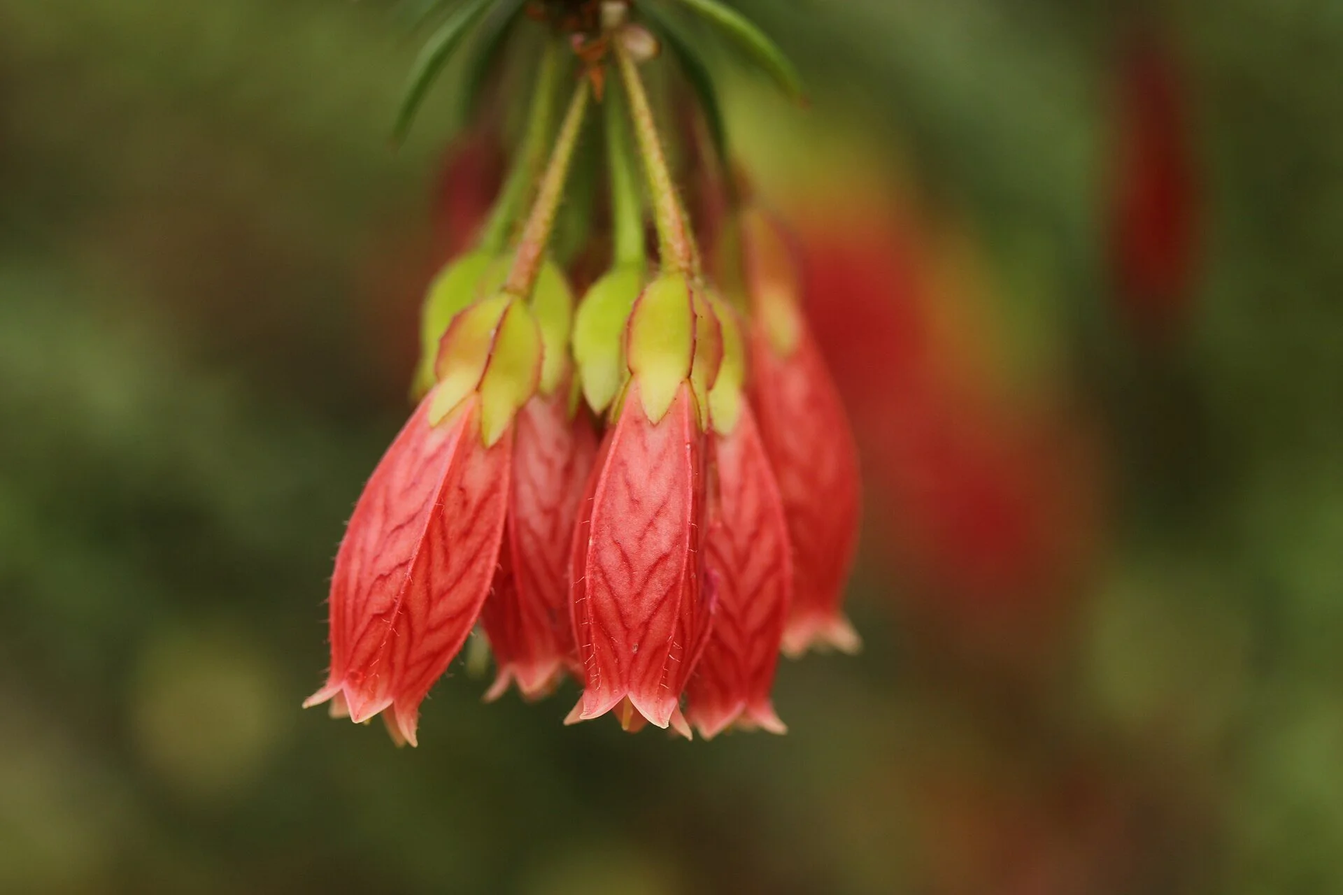 Agapetes for sale, hardy agapetes, plants for sale, epiphytic plants ...
