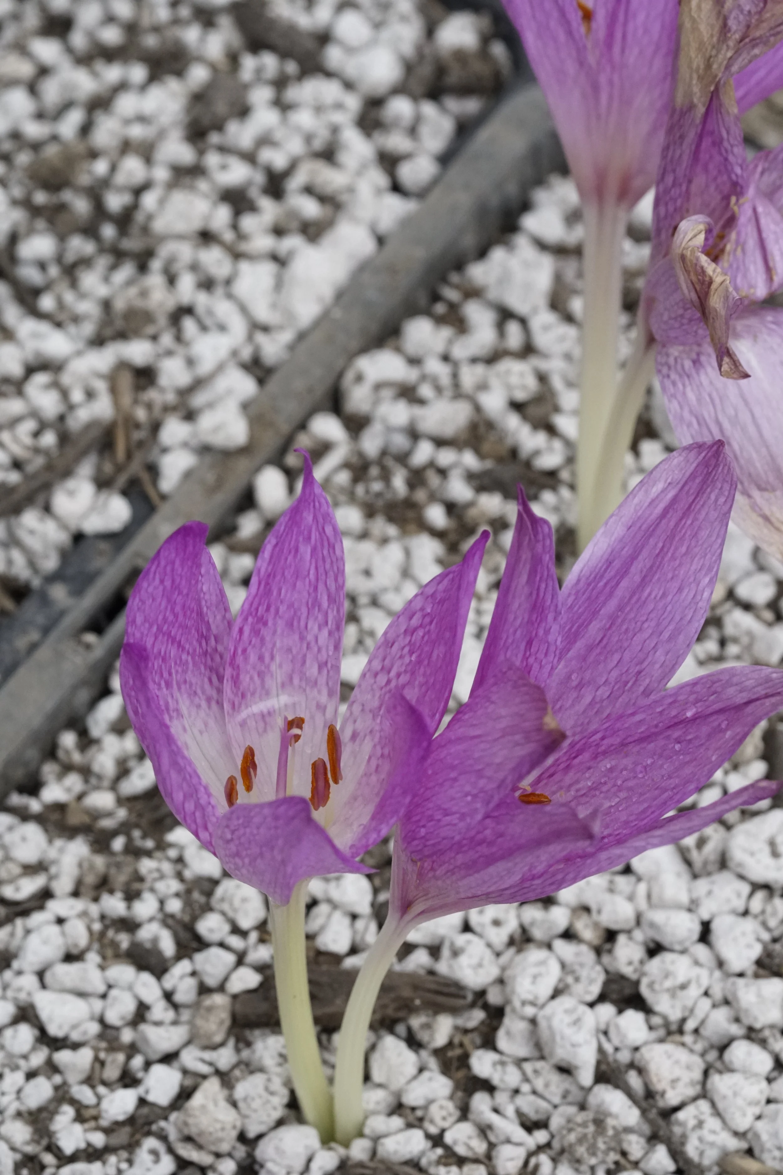 Colchicum autumn mix for sale — Illahe Rare Plants