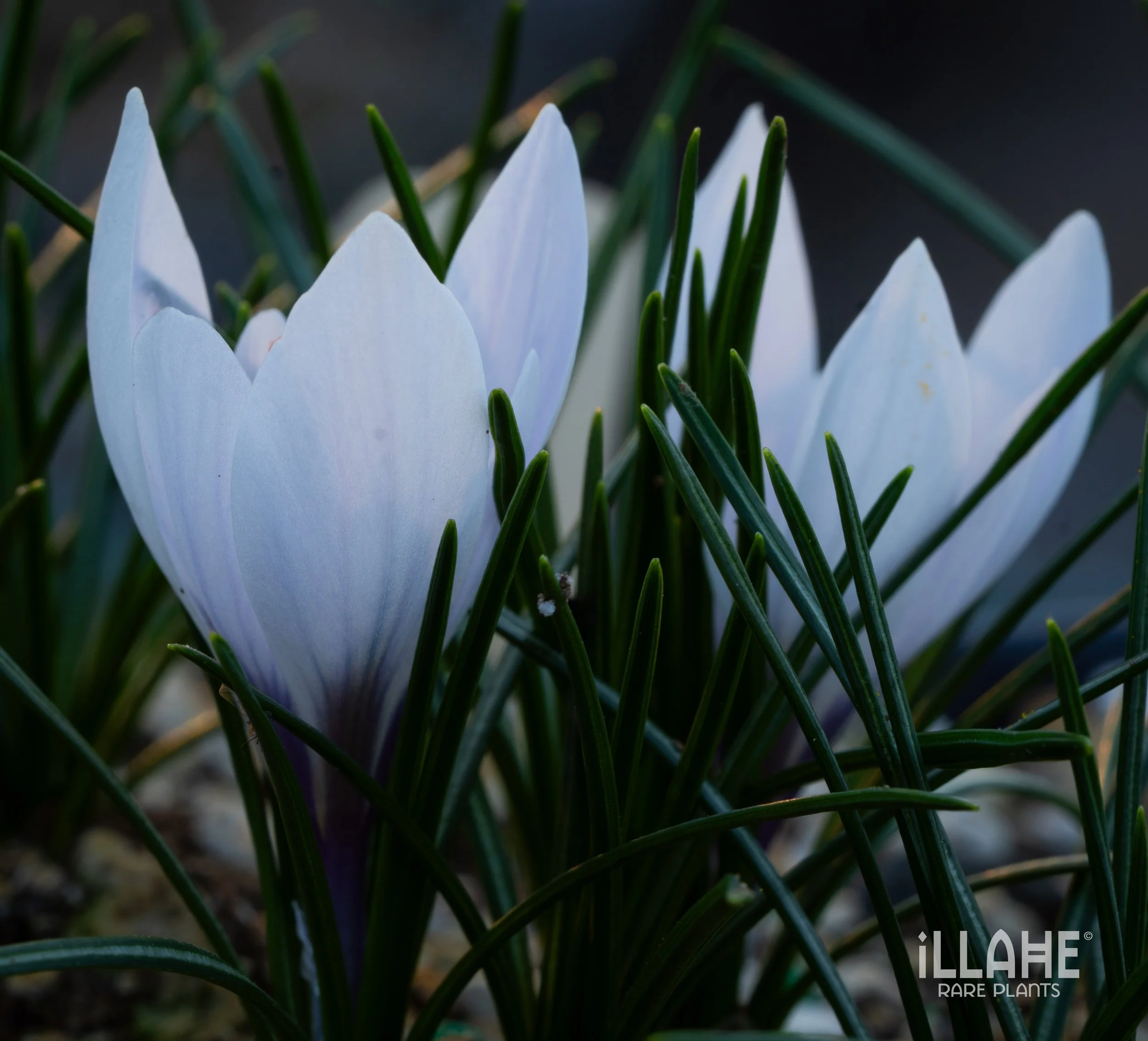 Crocus cartwrightianus — Illahe Rare Plants