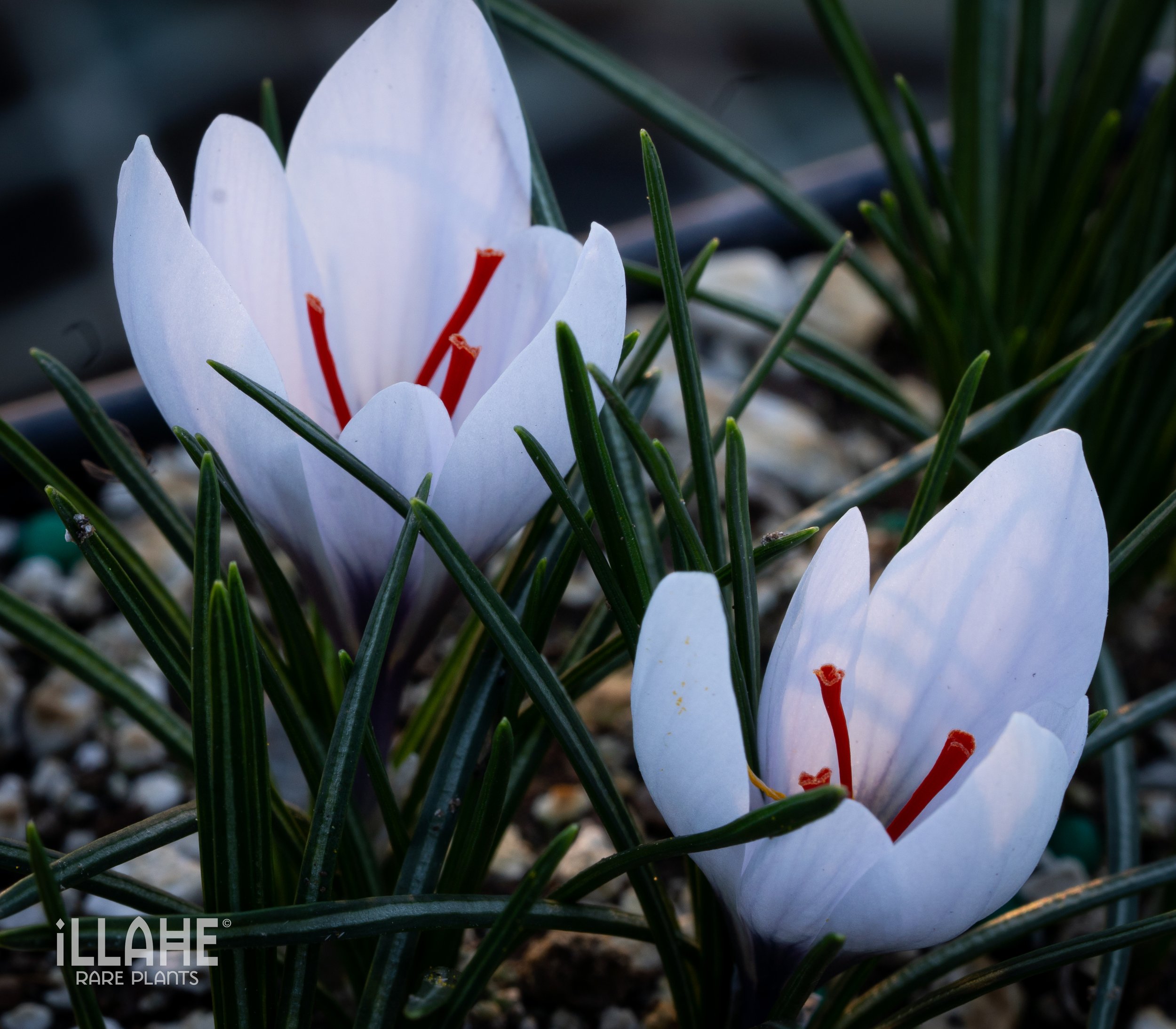 Crocus cartwrightianus — Illahe Rare Plants