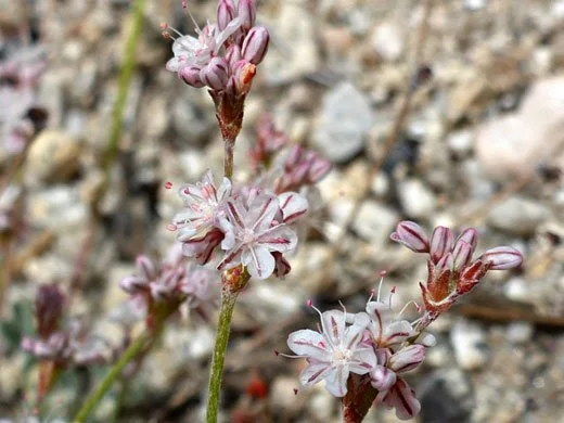 alpine draba for sale — Illahe Rare Plants