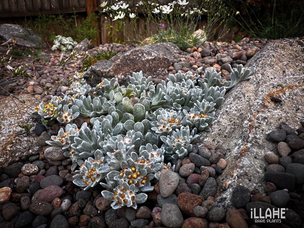 Tadjikistani Cliff Cabbages, Andean Volcano Violets, Aoteroean Forget ...