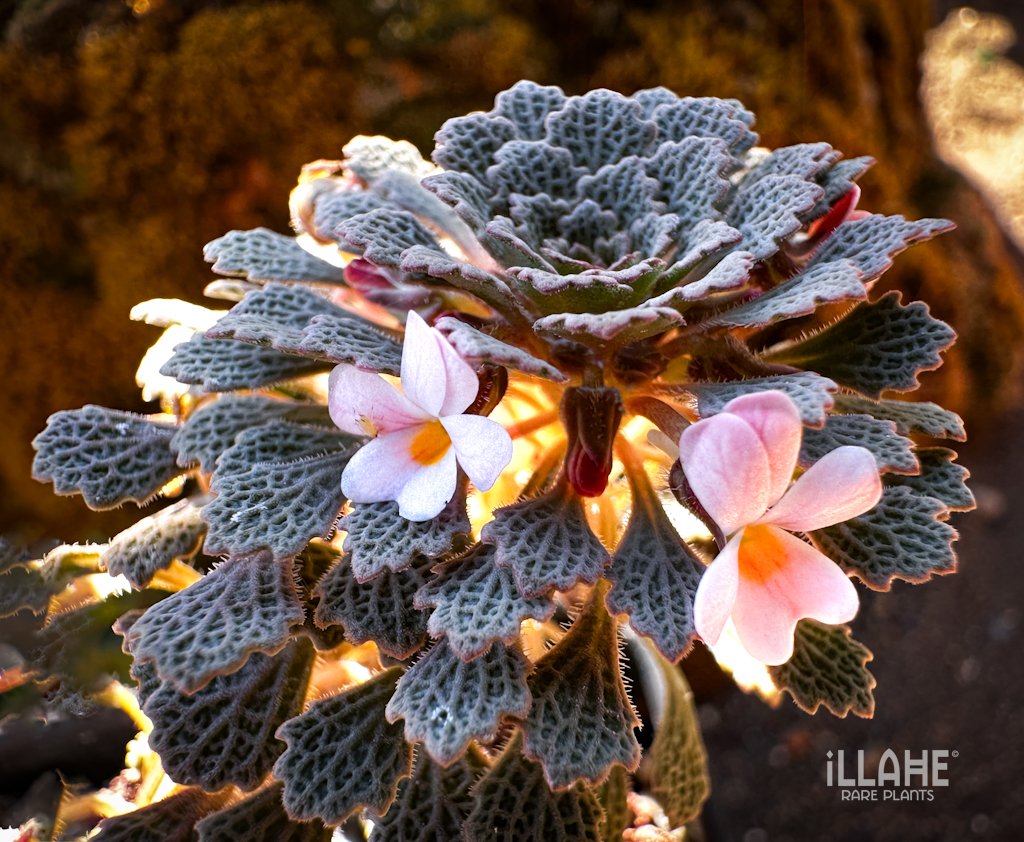 Happenings — Illahe Rare Plants