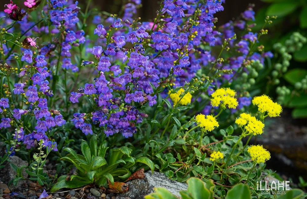 Happenings — Illahe Rare Plants